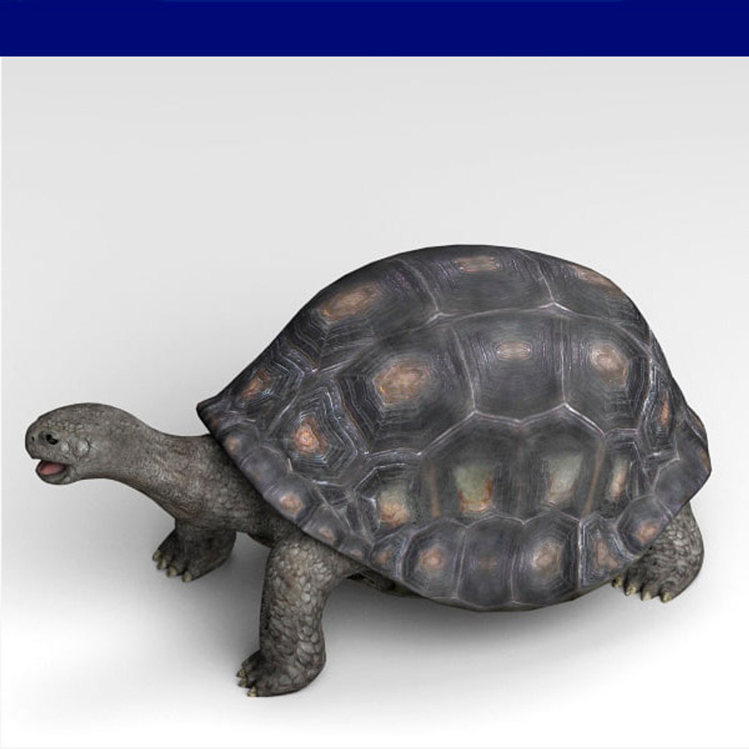Turtle Reptile Shell 3D - TurboSquid 1246263