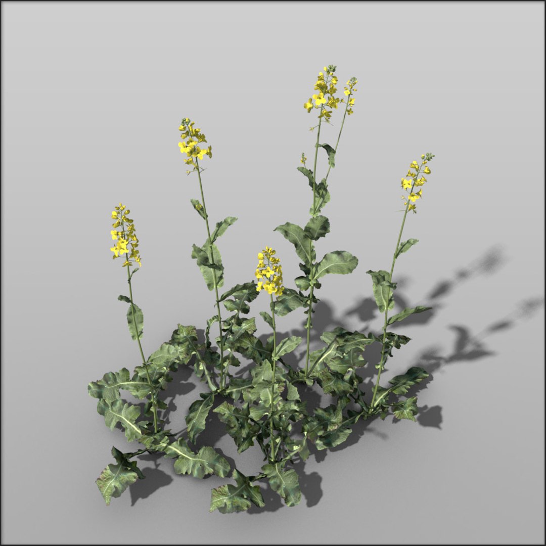 Rapeseed Flowers C4d