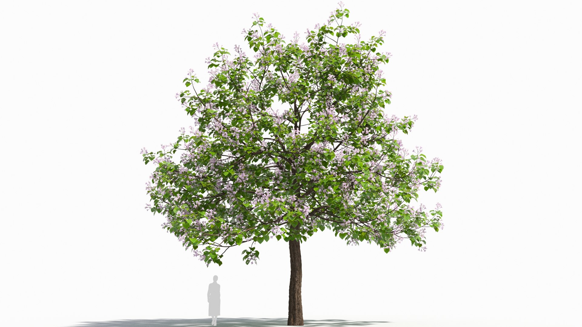 Paulownia Tree 3D - TurboSquid 2027085