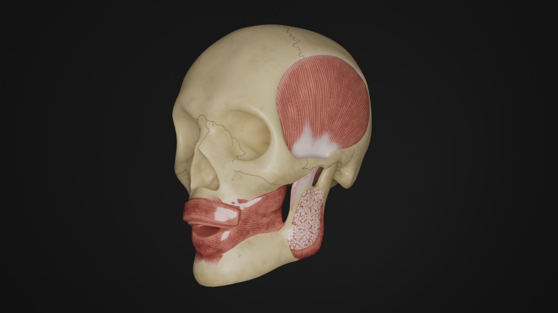 Human Anatomy-Muscular System-Head Masticatory Muscles 3D Model ...