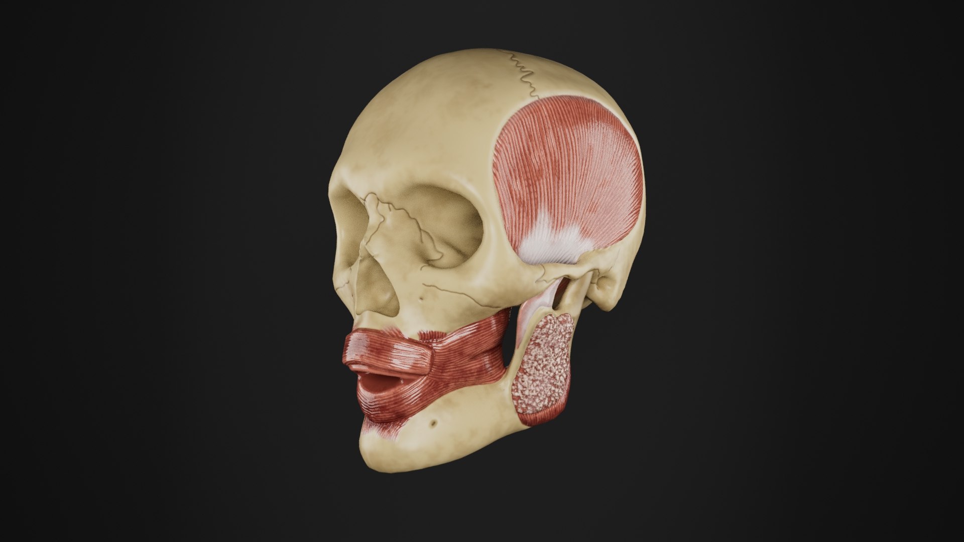 Human Anatomy-Muscular System-Head Masticatory Muscles 3D Model ...