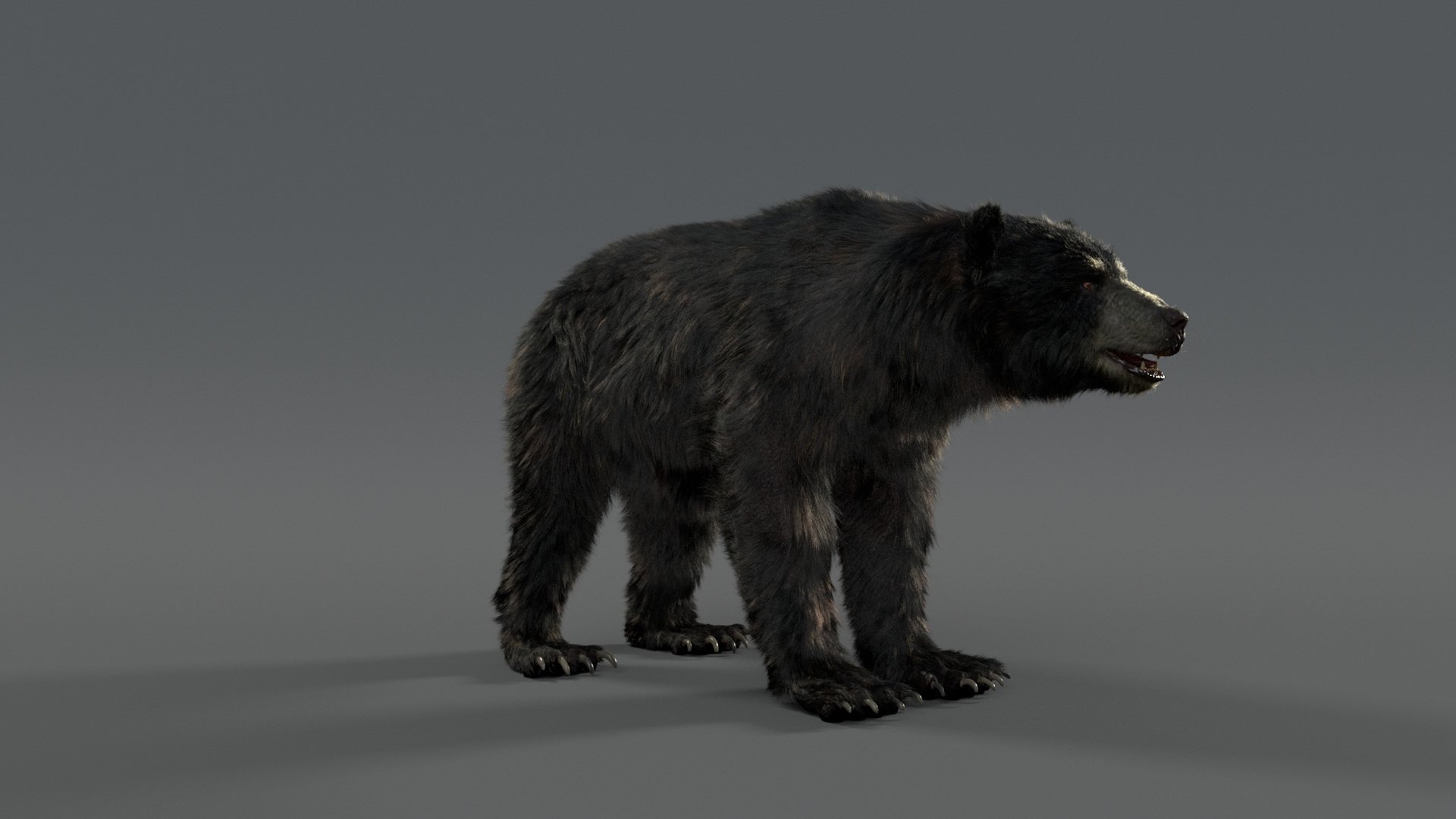 3D American Black Bear Animated Houdini - TurboSquid 2143973