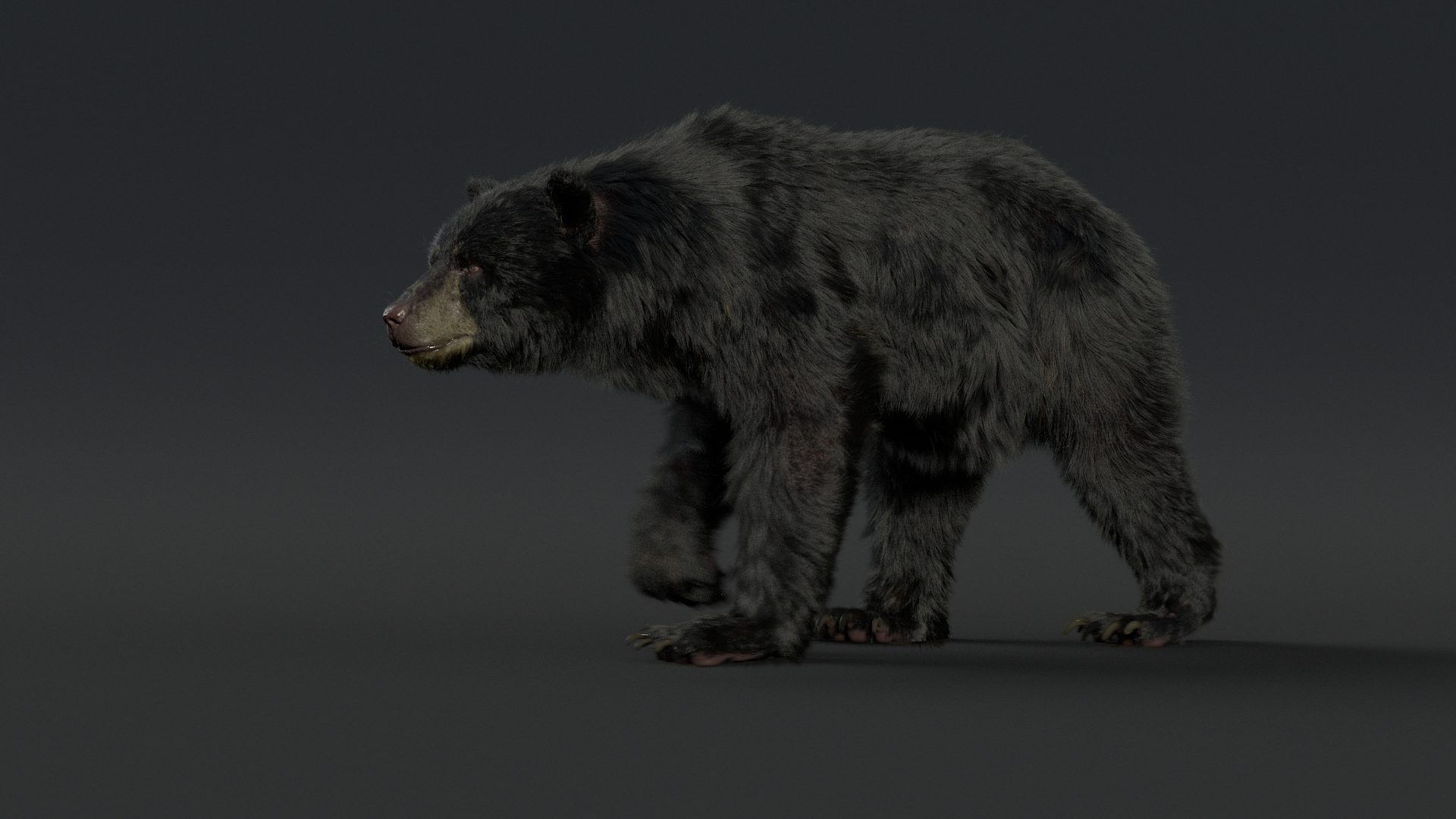 3D American Black Bear Animated Houdini - TurboSquid 2143973