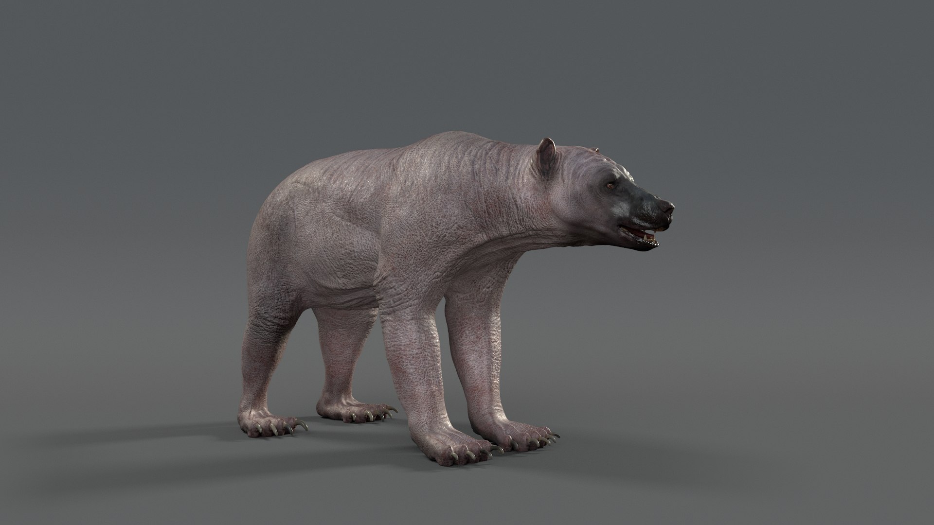 3D American Black Bear Animated Houdini - TurboSquid 2143973
