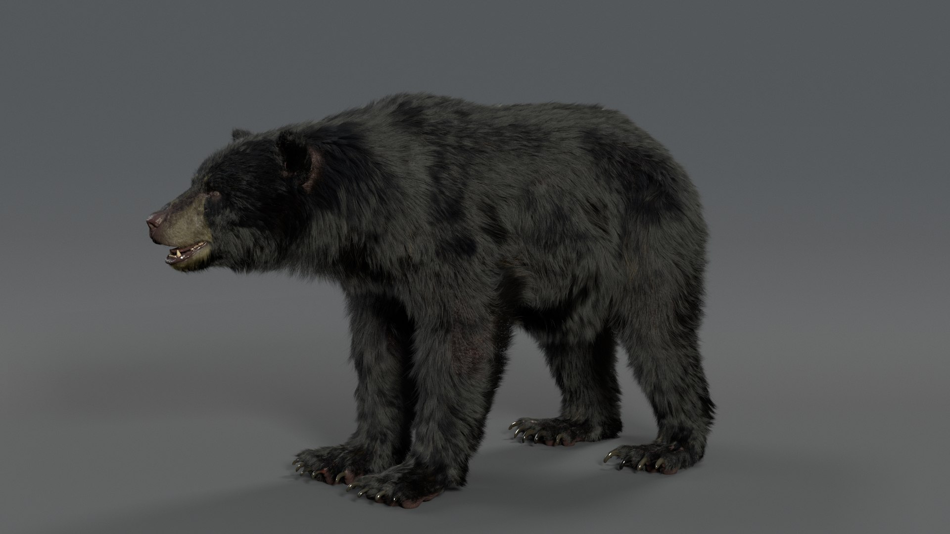 3D American Black Bear Animated Houdini - TurboSquid 2143973