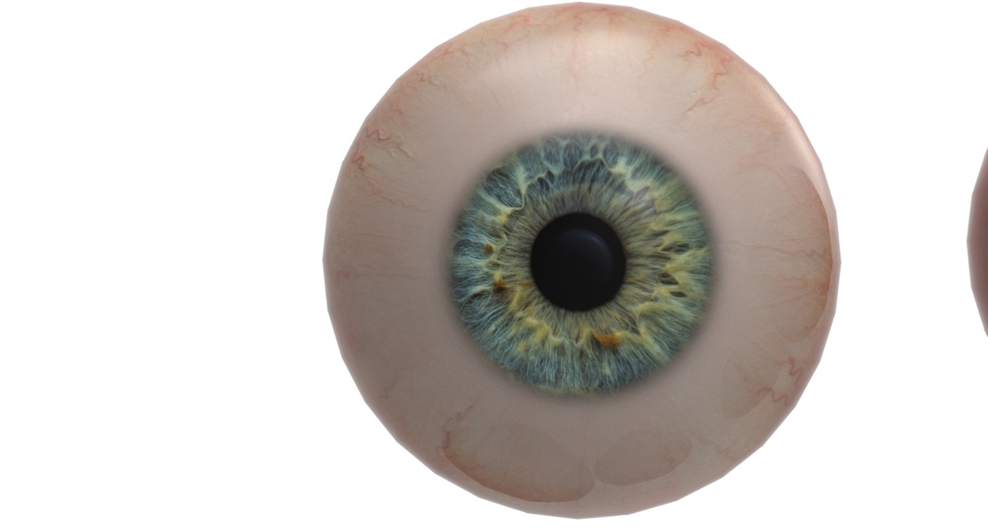 Eye Ball 3D Model - TurboSquid 1579829