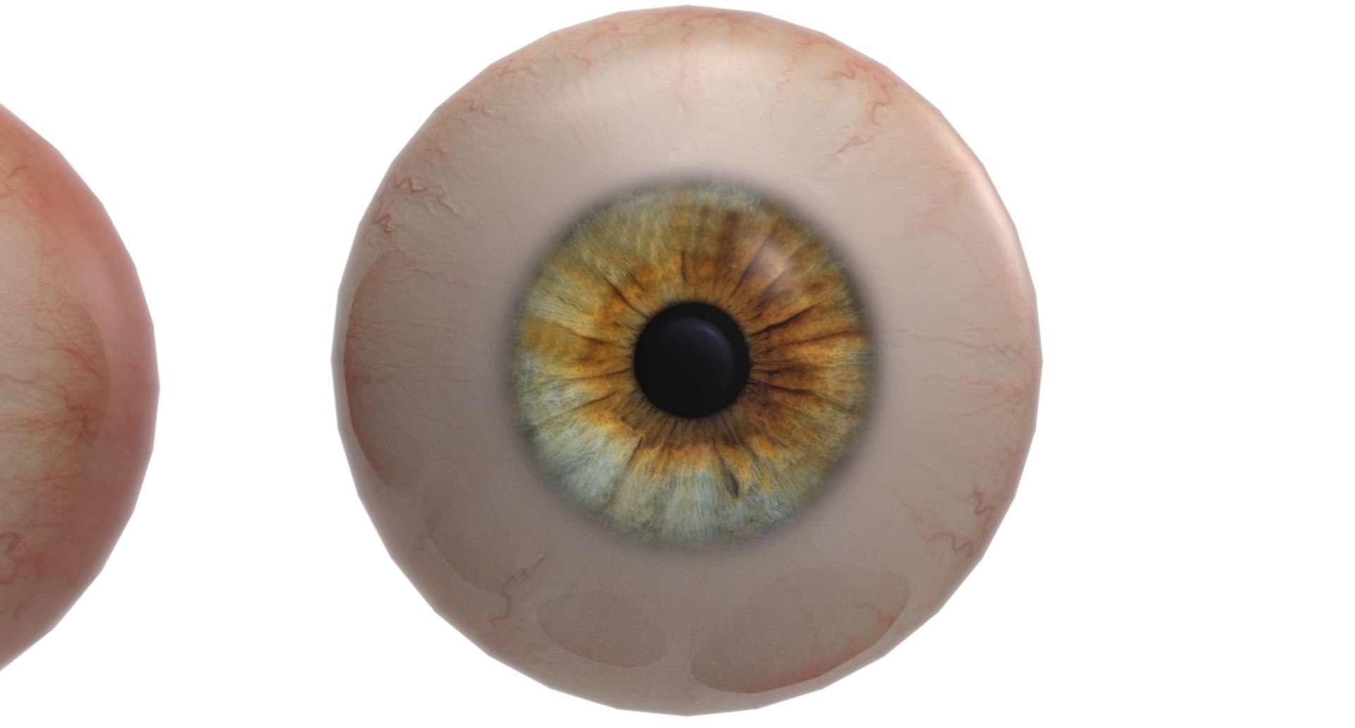 Eye Ball 3D Model - TurboSquid 1579829
