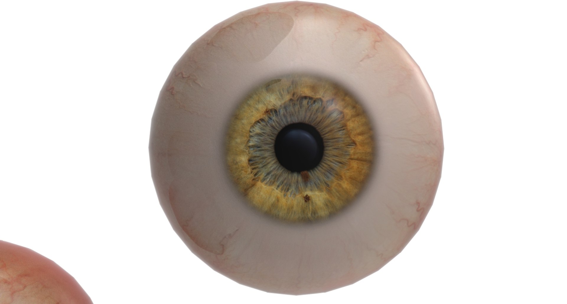 Eye Ball 3D Model - TurboSquid 1579829