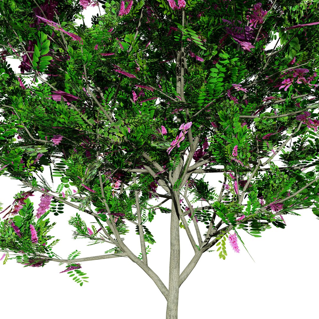 3D Model Purple Robe Robinia Tree Model - TurboSquid 2297364