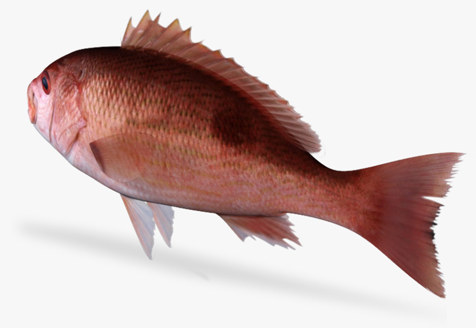 3d model of pacific red snapper