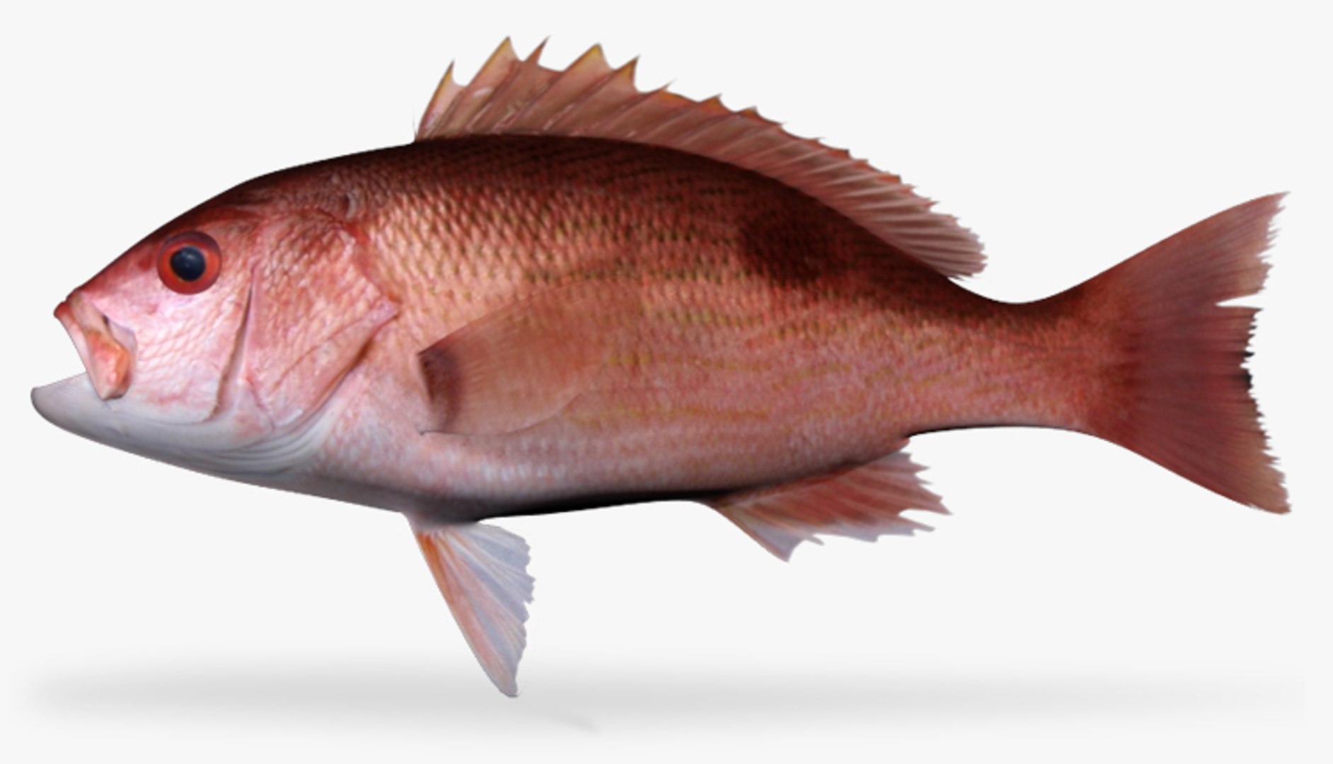 3d model of pacific red snapper