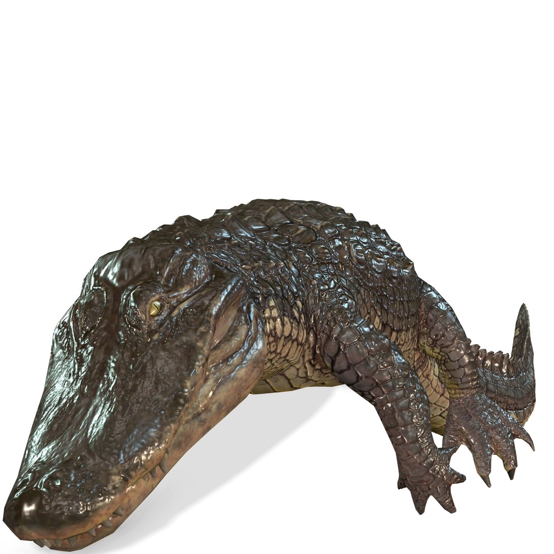 ALLIGATOR REPTILE MAMMAL WATER SEA Model - TurboSquid 2210923