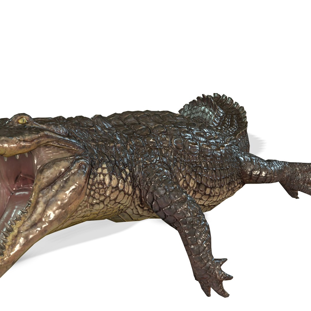 ALLIGATOR REPTILE MAMMAL WATER SEA Model - TurboSquid 2210923