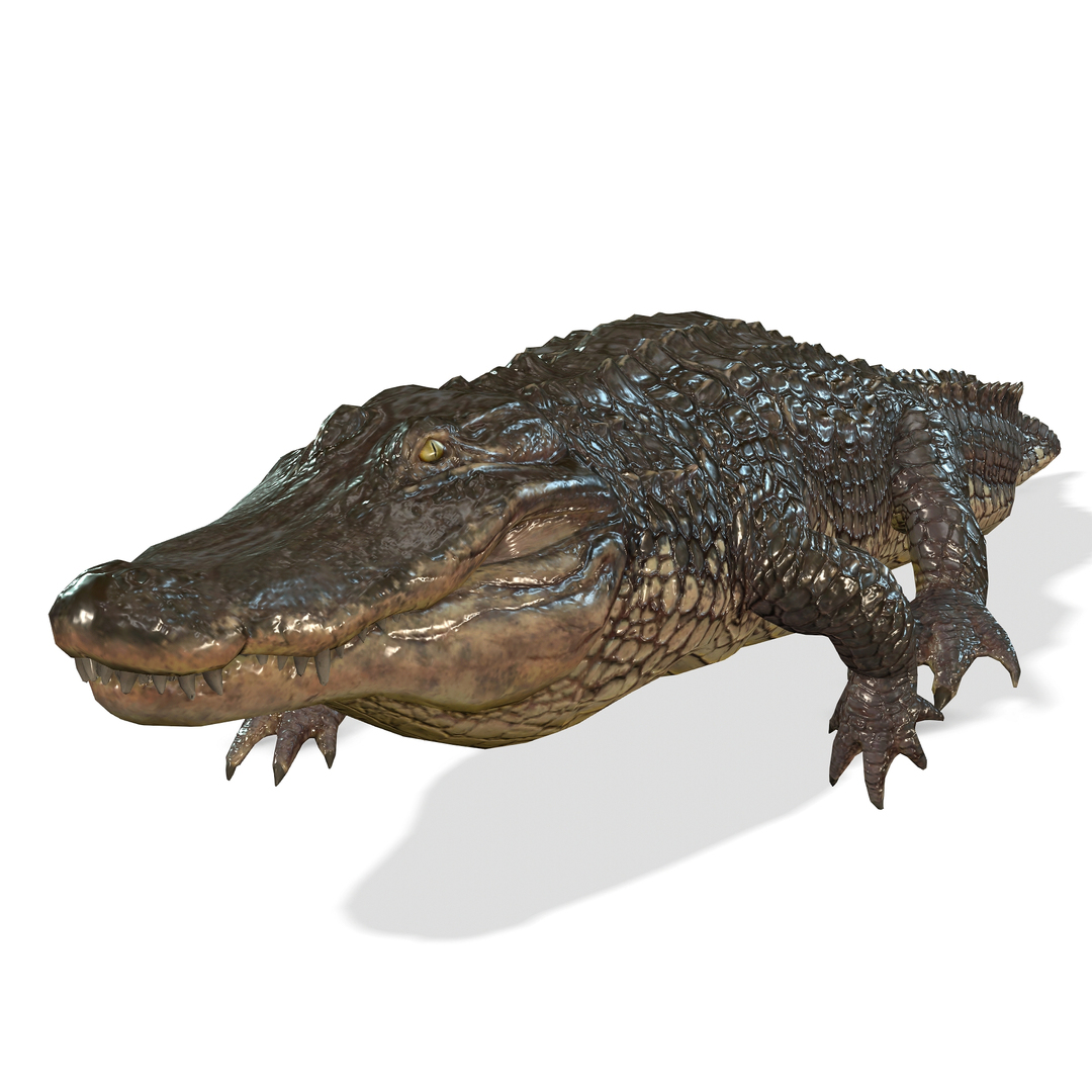 ALLIGATOR REPTILE MAMMAL WATER SEA Model - TurboSquid 2210923