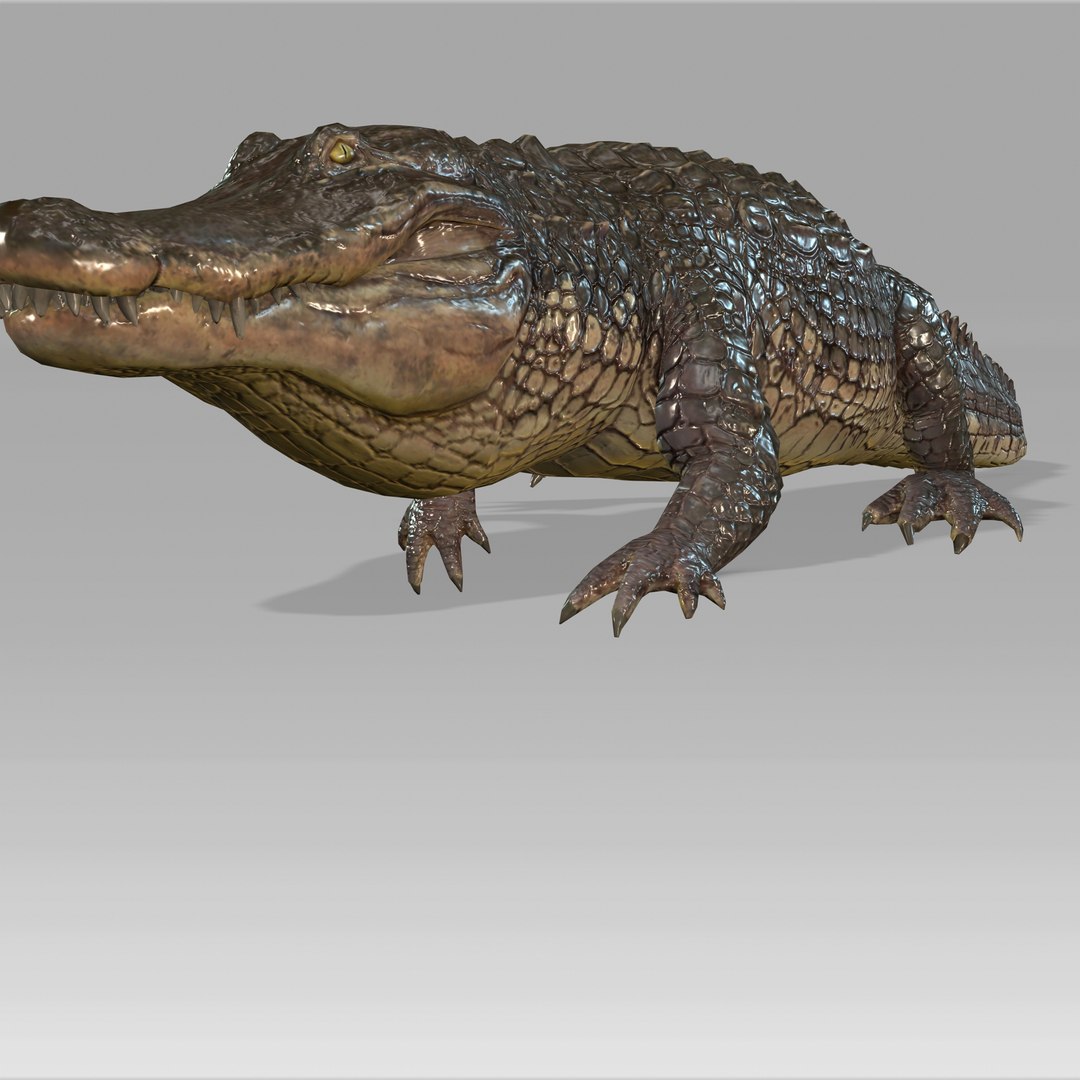 ALLIGATOR REPTILE MAMMAL WATER SEA Model - TurboSquid 2210923