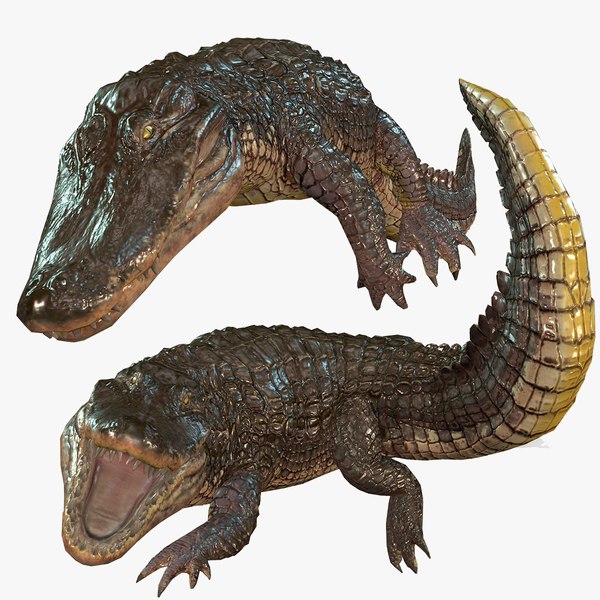Free 3D Alligator Models | TurboSquid