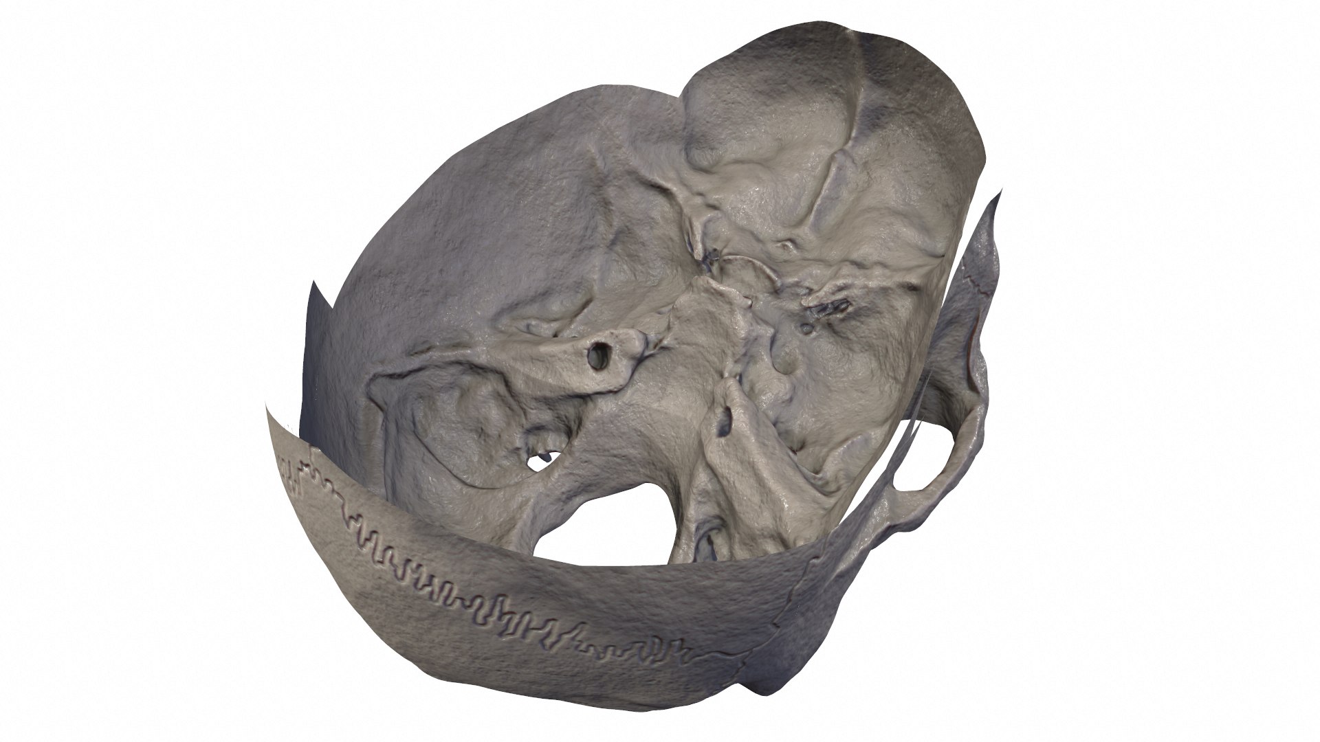 3D anatomically correct human skull model - TurboSquid 1338387