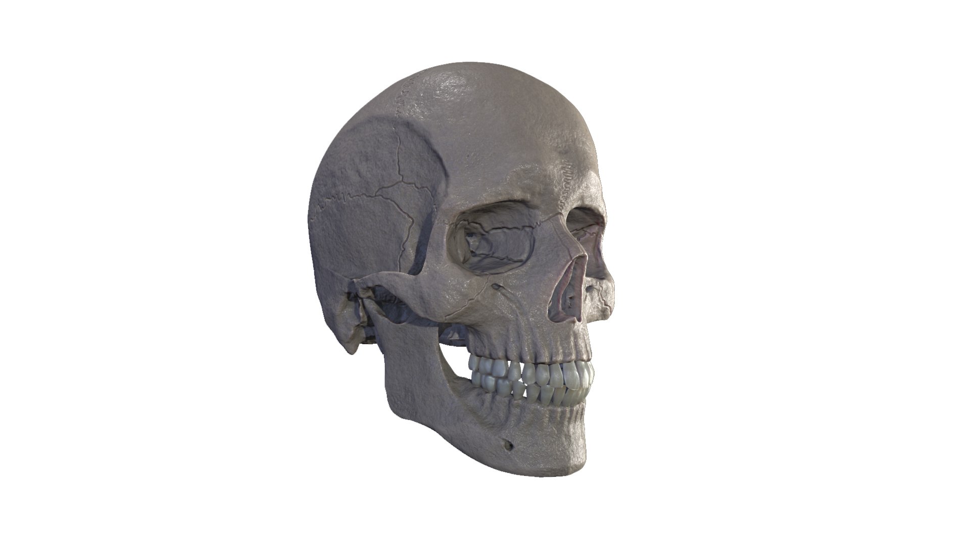 3D Anatomically Correct Human Skull Model - TurboSquid 1338387