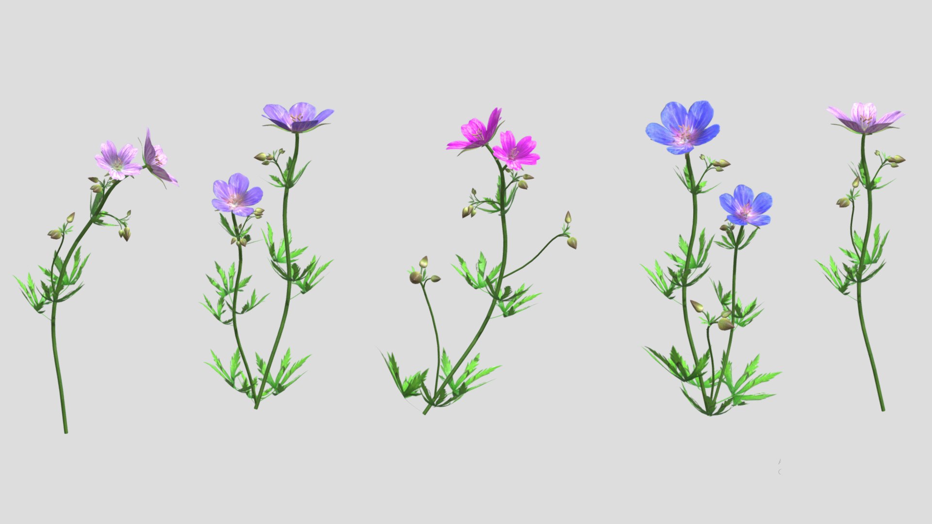 3D Meadow Cranesbill Flower Low Poly - TurboSquid 2366301