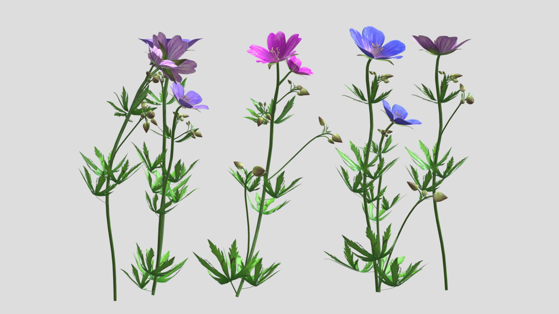 3D Meadow Cranesbill Flower Low Poly - TurboSquid 2366301
