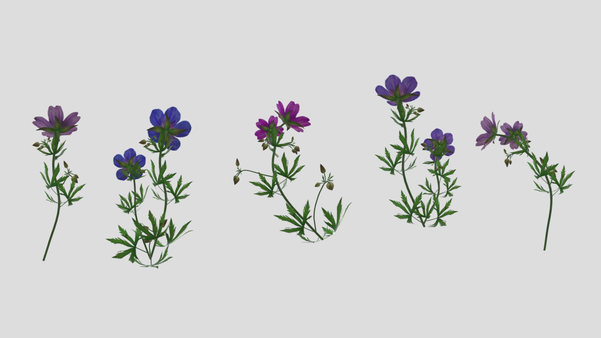 3D Meadow Cranesbill Flower Low Poly - TurboSquid 2366301