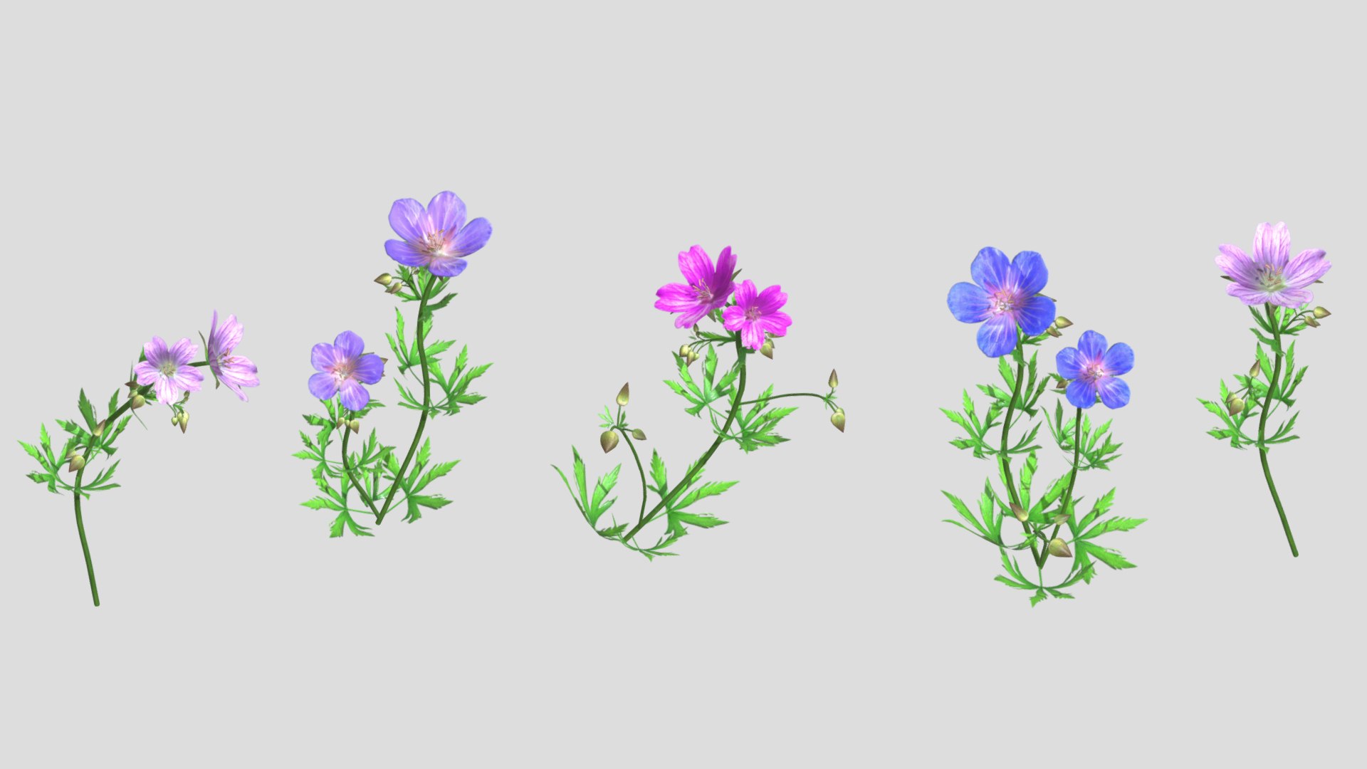 3D Meadow Cranesbill Flower Low Poly - TurboSquid 2366301