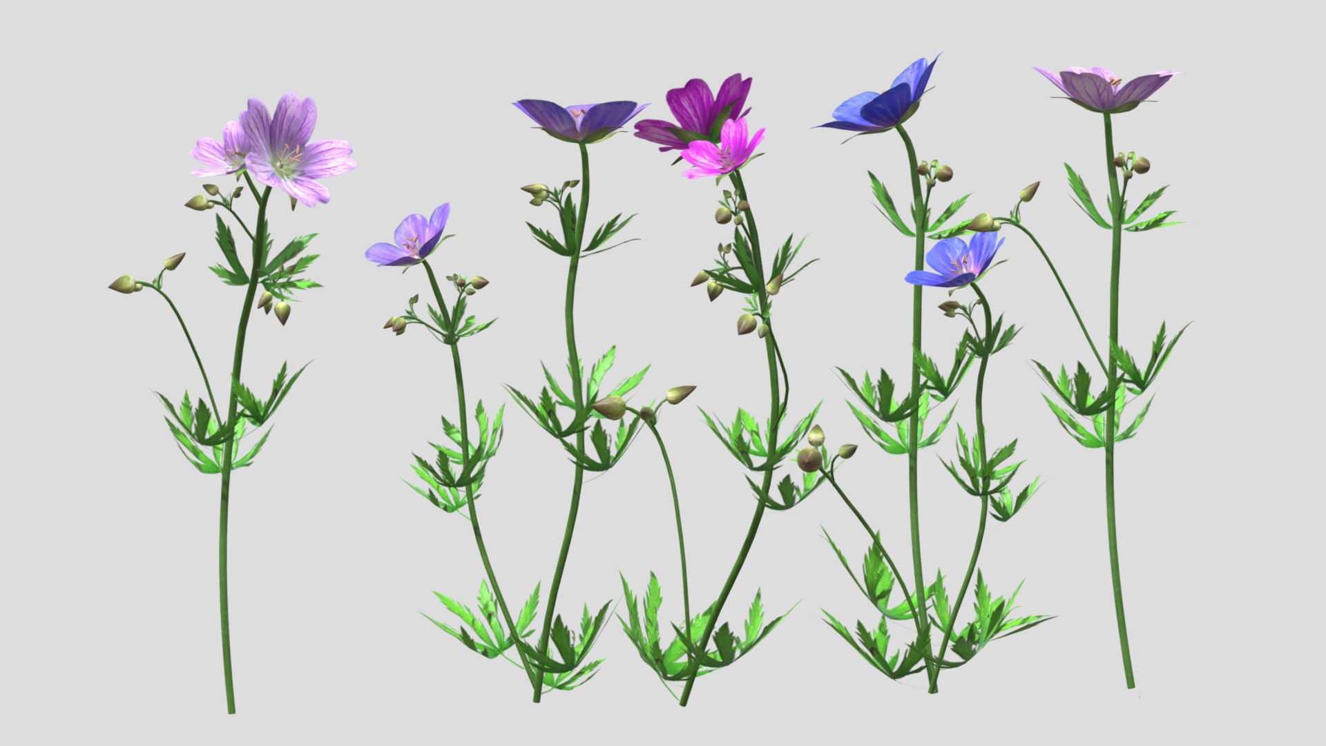 3D Meadow Cranesbill Flower Low Poly - TurboSquid 2366301