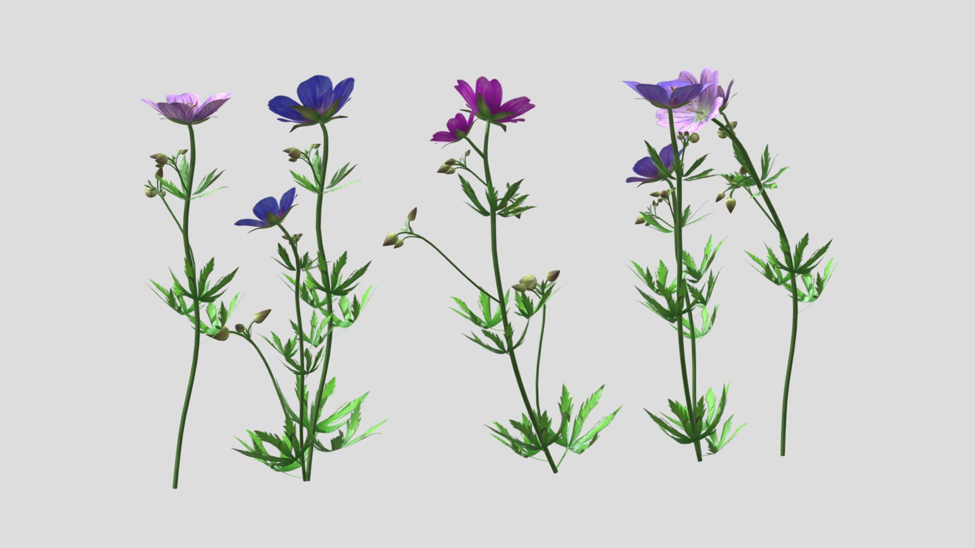 3D Meadow Cranesbill Flower Low Poly - TurboSquid 2366301