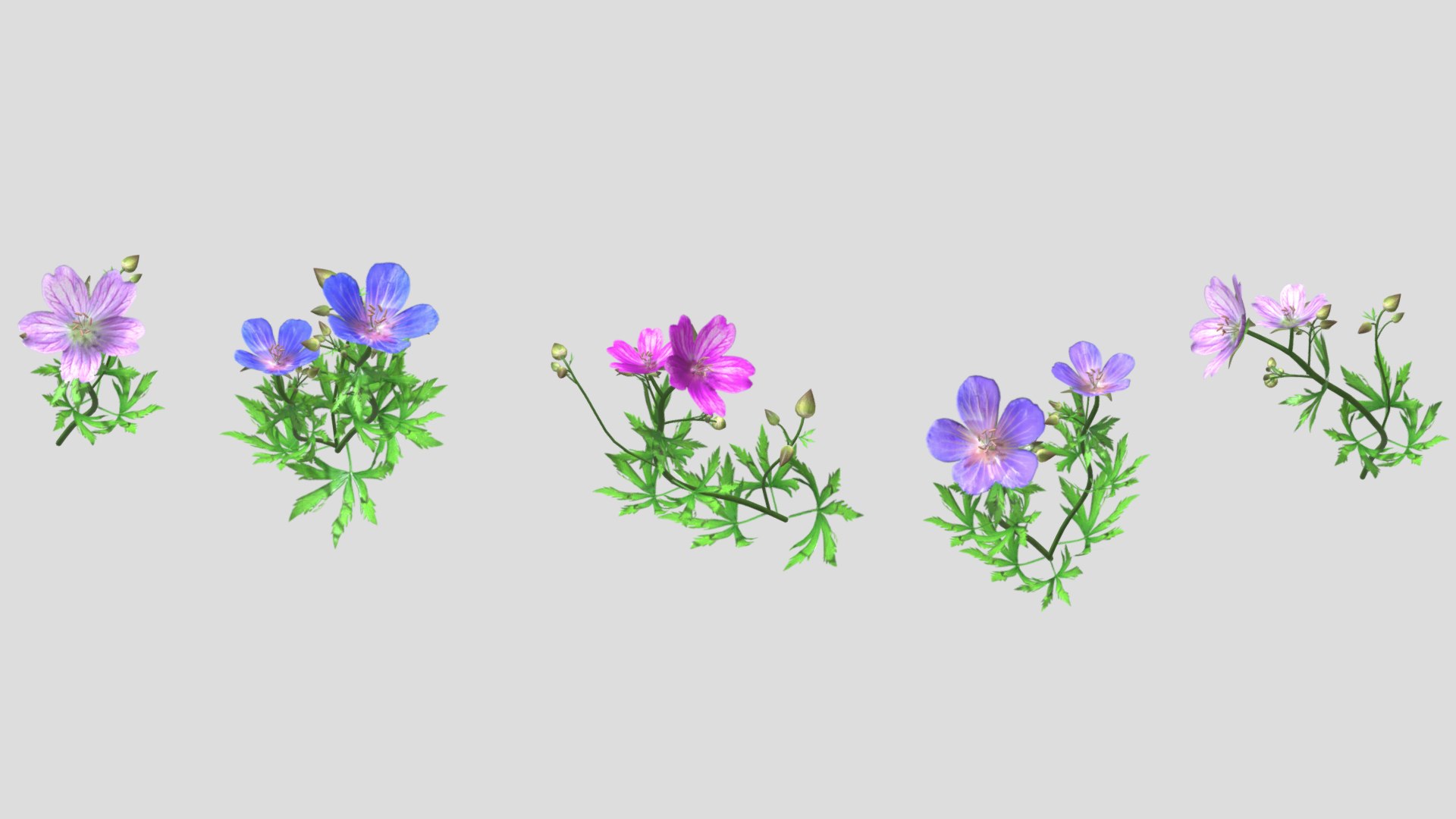 3D Meadow Cranesbill Flower Low Poly - TurboSquid 2366301