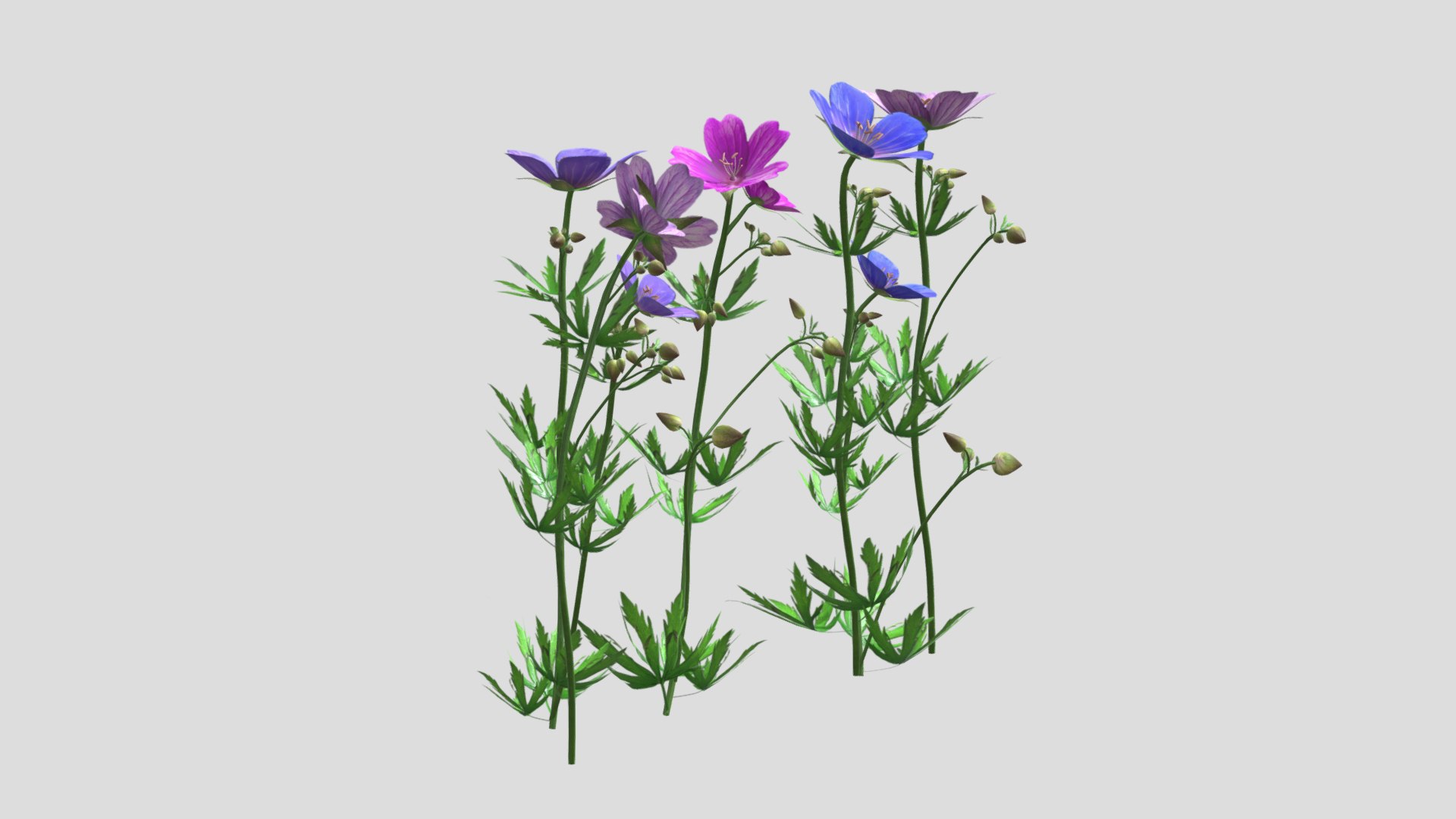 3D Meadow Cranesbill Flower Low Poly - TurboSquid 2366301