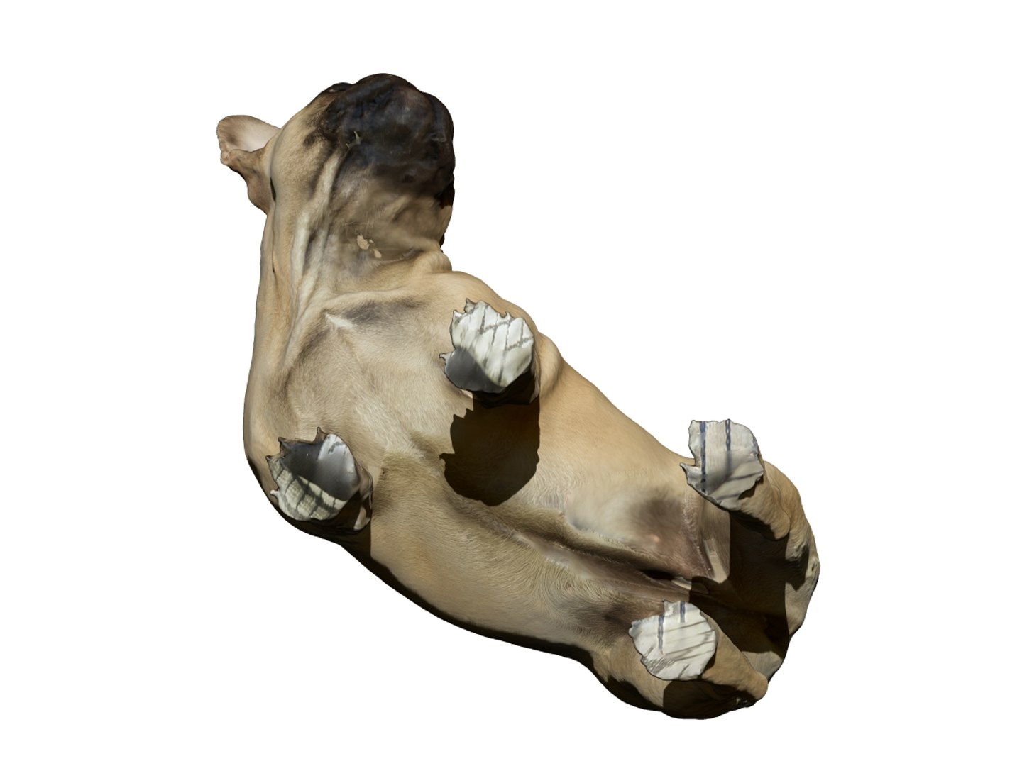 Dog Scanned Photogrammetry 3D Model - TurboSquid 1349141