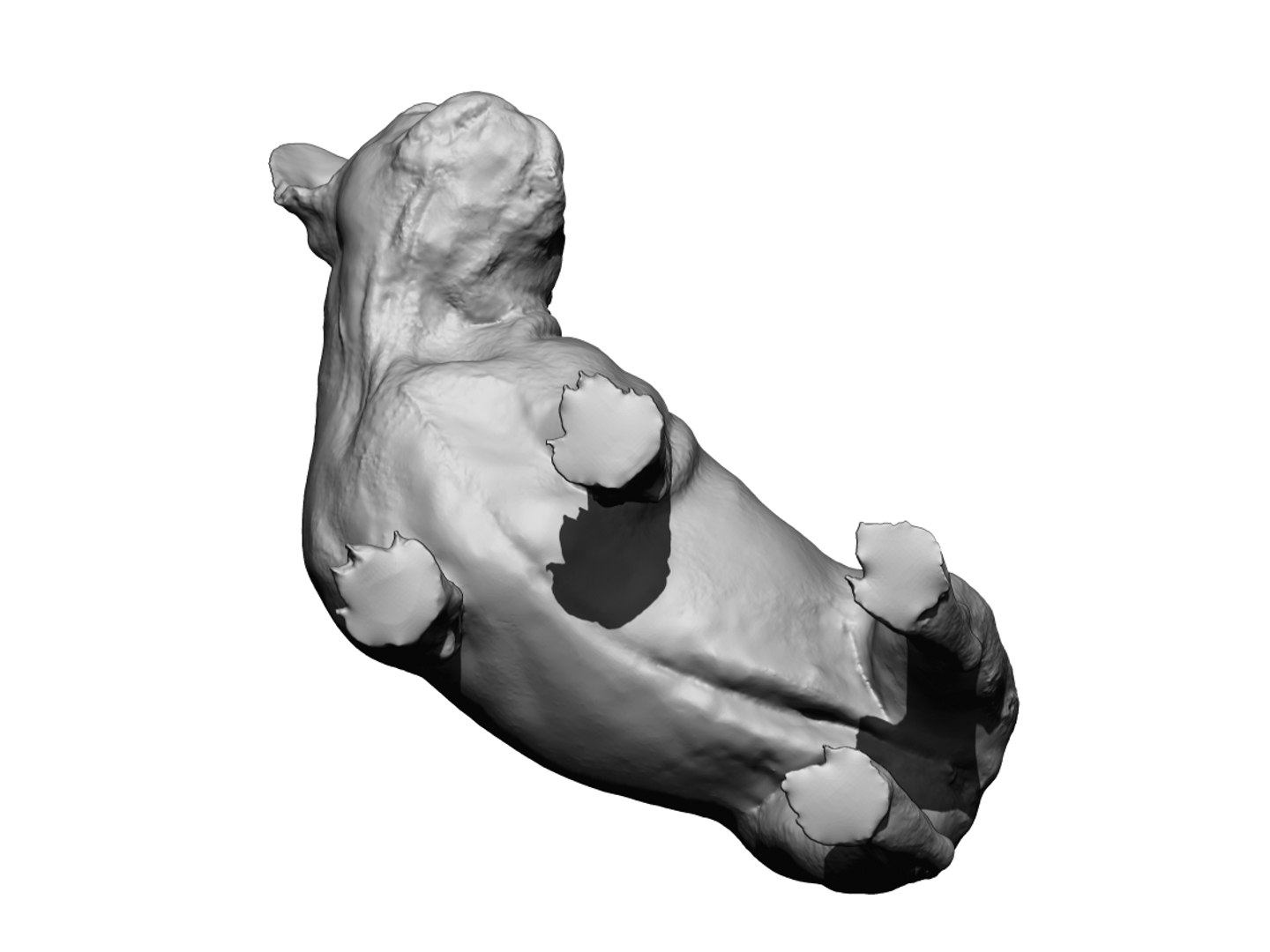 Dog Scanned Photogrammetry 3D Model - TurboSquid 1349141