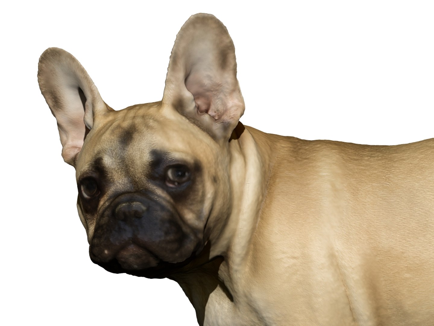 Dog Scanned Photogrammetry 3D Model - TurboSquid 1349141