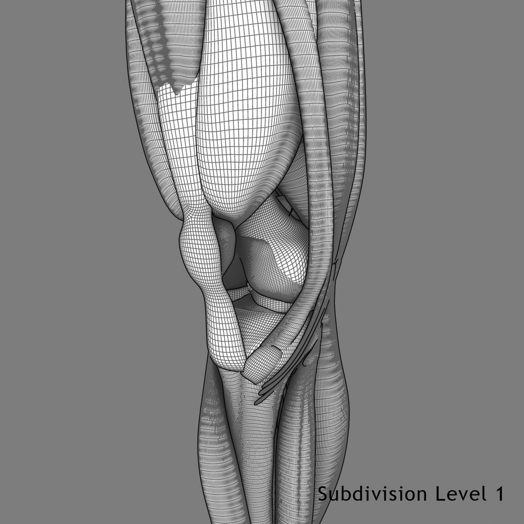 3d Anatomically Correct Knee Model