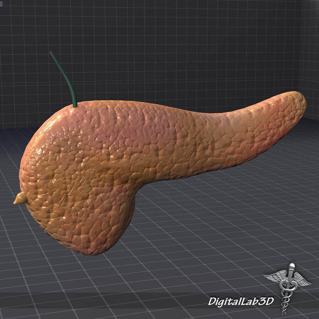 3d model pancreas medical gland
