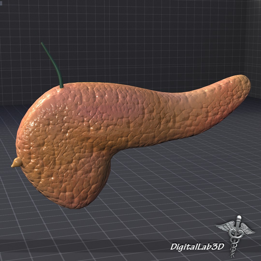 3d Model Pancreas Medical Gland