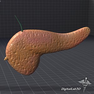 3D Pancreas Models - Browse & Download Formats - TurboSquid