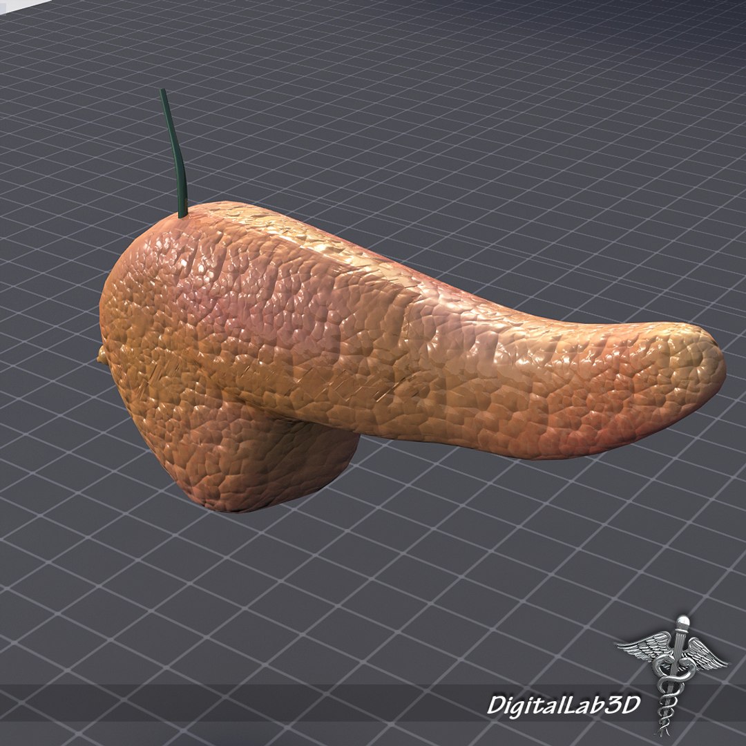 3d Model Pancreas Medical Gland