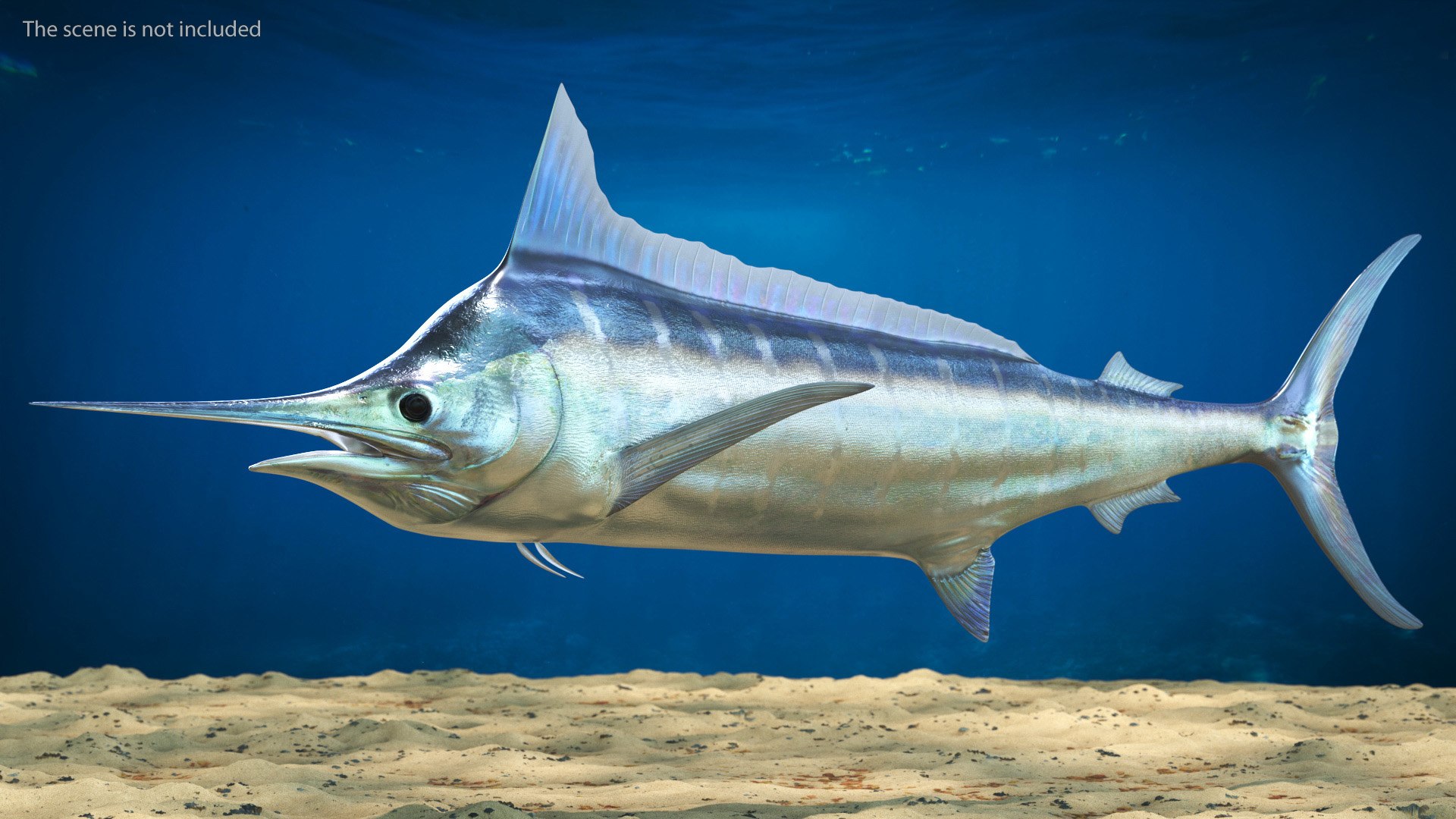 Striped Marlin Fish 3D Model - TurboSquid 1992149