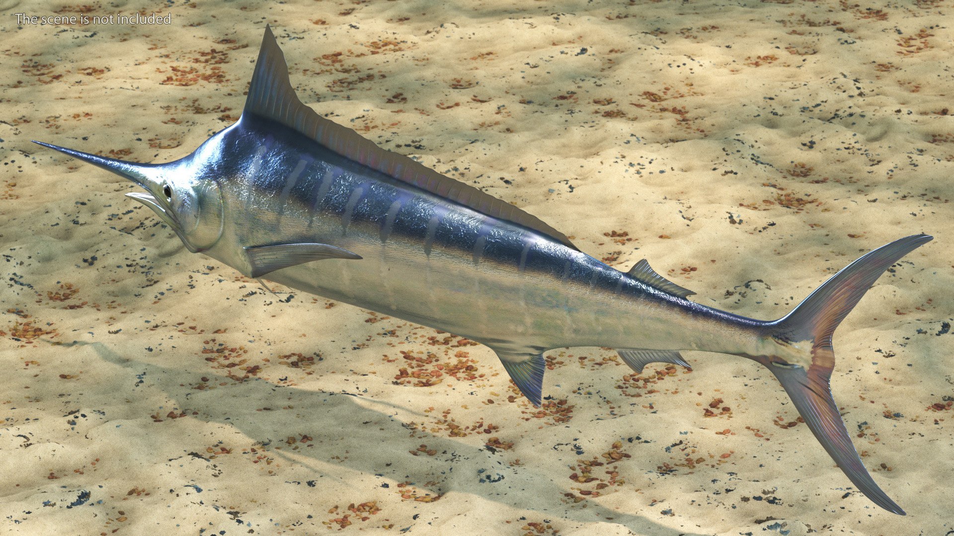 Striped Marlin Fish 3D Model - TurboSquid 1992149