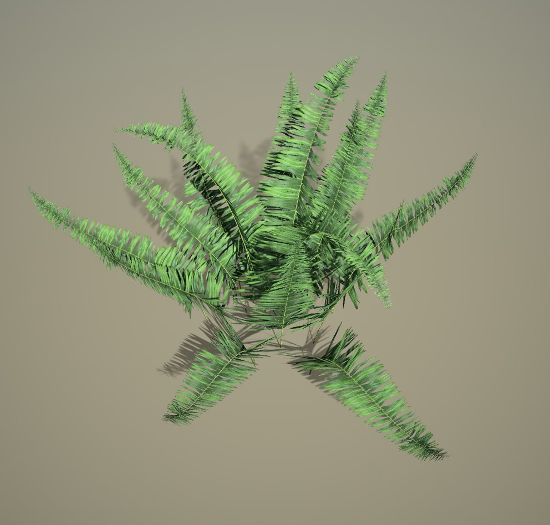 3D fern - TurboSquid 1572498