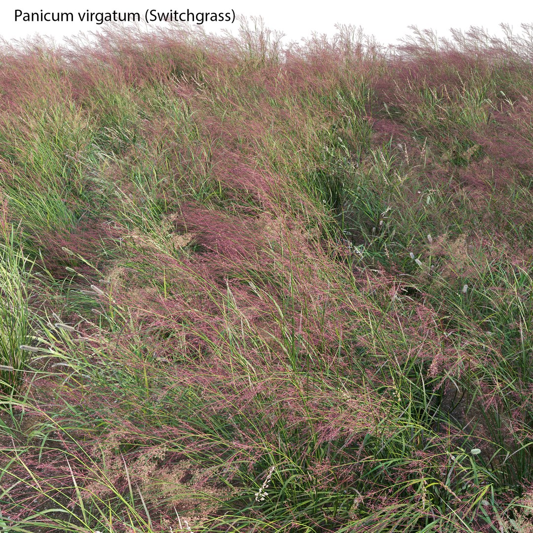 Panicum virgatum - Switchgrass3D模型 - TurboSquid 1977763