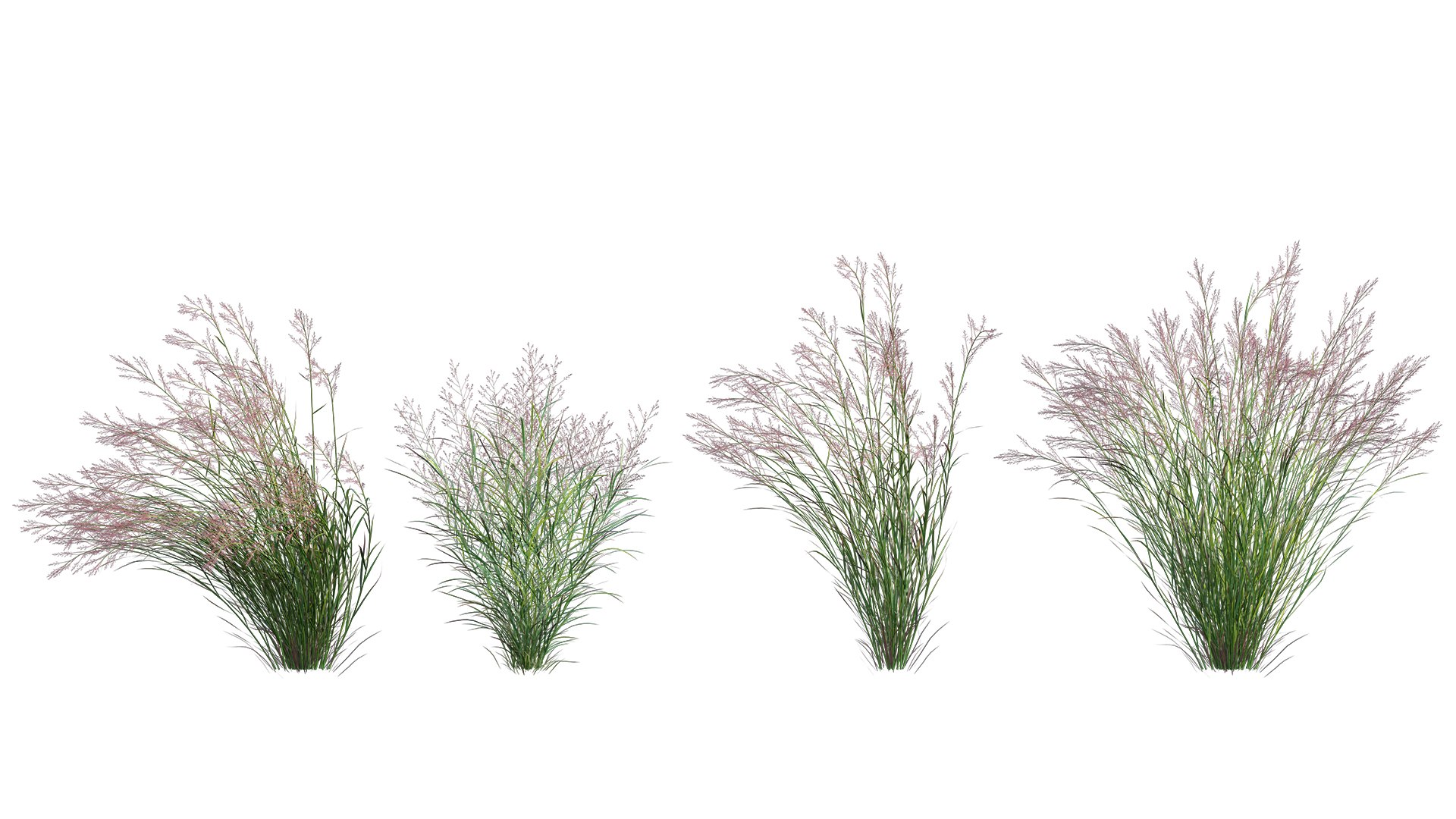 3D Panicum Virgatum - Switchgrass - TurboSquid 1977763