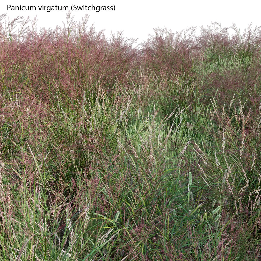 3D Panicum Virgatum - Switchgrass - TurboSquid 1977763