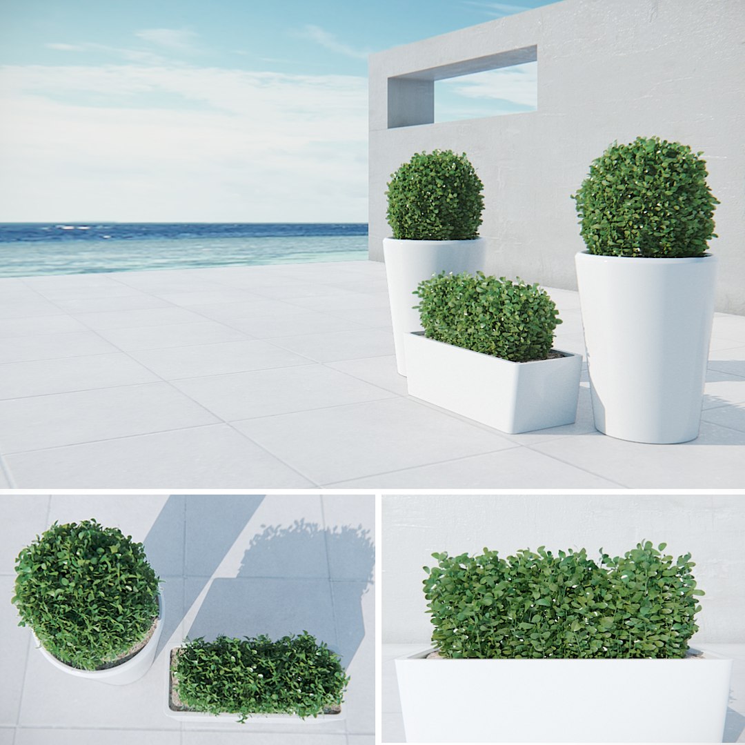 3d model modern bushes