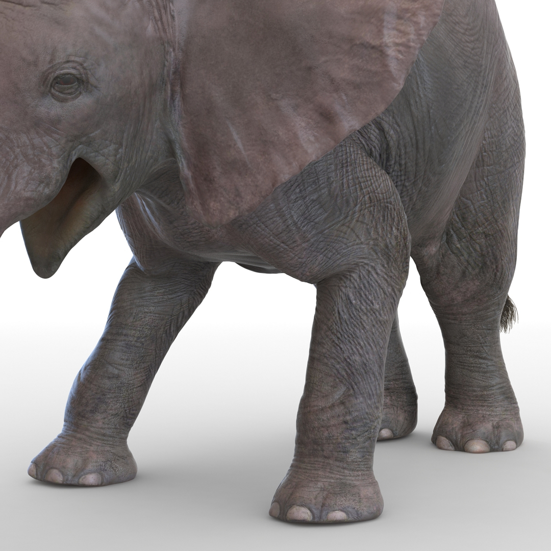 3d baby elephant rigged model