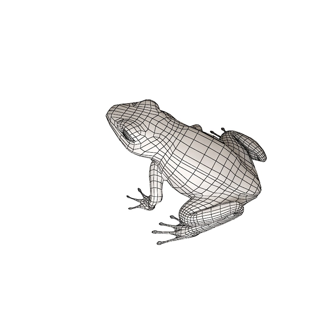 Atelopus Frog 3d Max