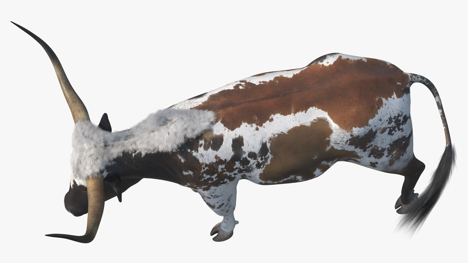 3D Mottled Brown Longhorn Bull Walking Pose - TurboSquid 2181320