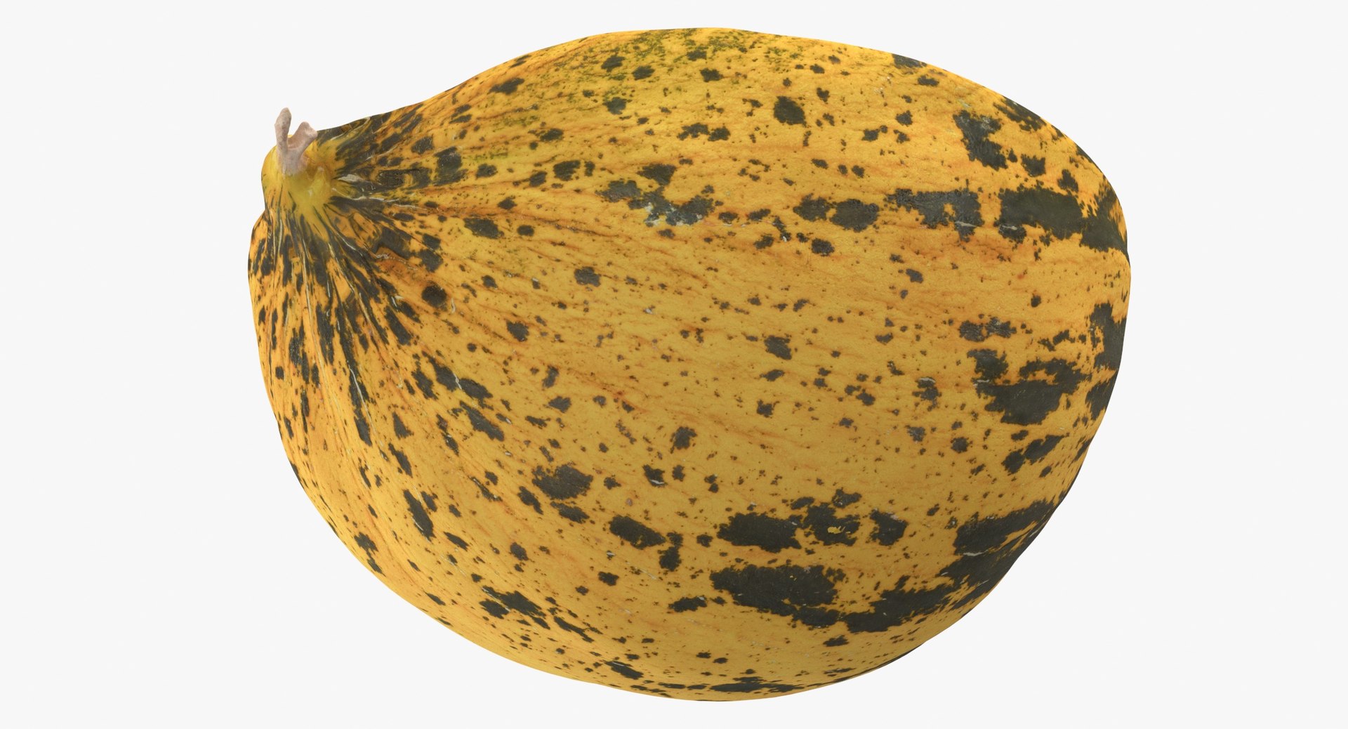 3D Model Turkish Melon 01 Half - TurboSquid 1967268