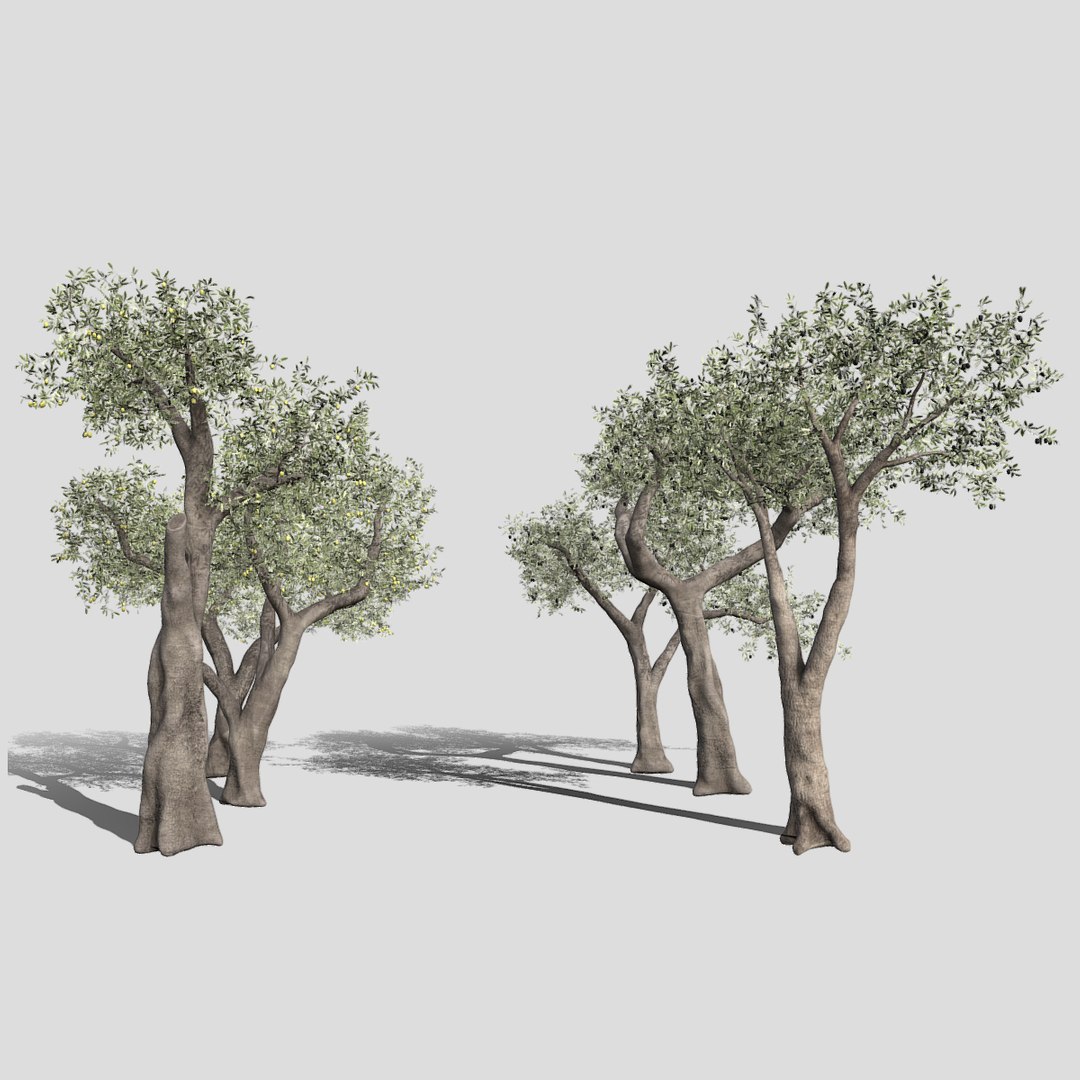 3D Six Olive Trees - TurboSquid 2197218